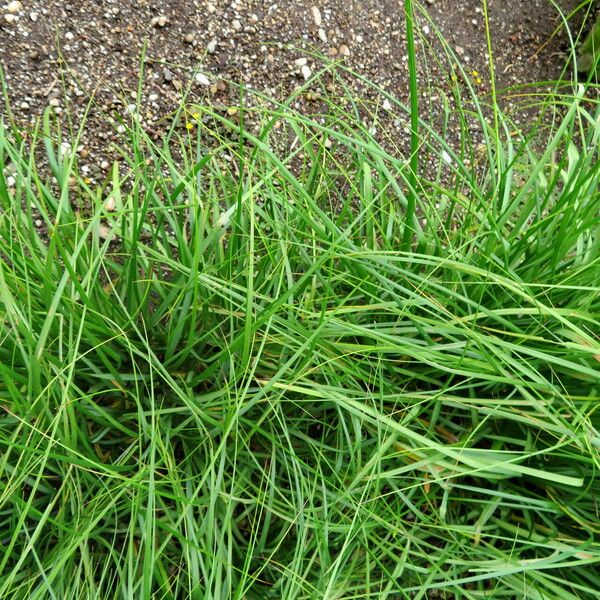 Common Anemarrhena (Anemarrhena Asphodeloides) Plant Care & How to Grow ...