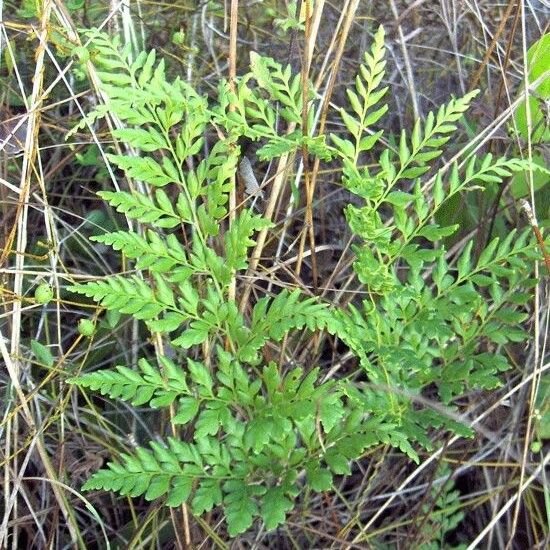 Pineland Fern (Anemia Adiantifolia) Plant Care & How to Grow, Water