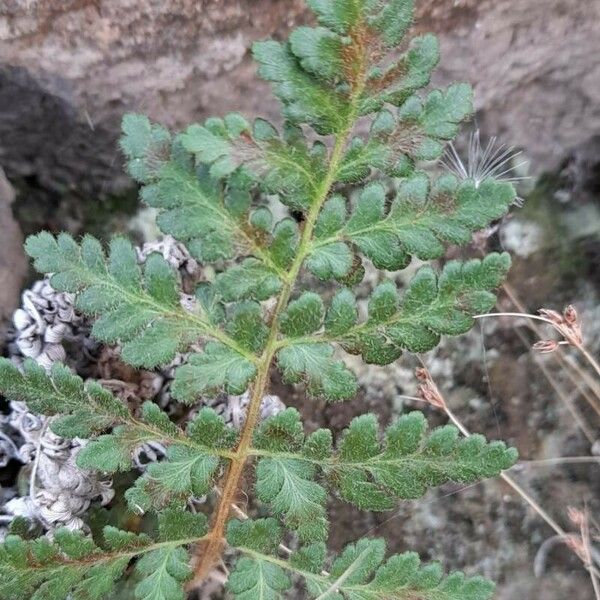 Anemia Australis Plant Care & How to Grow, Water