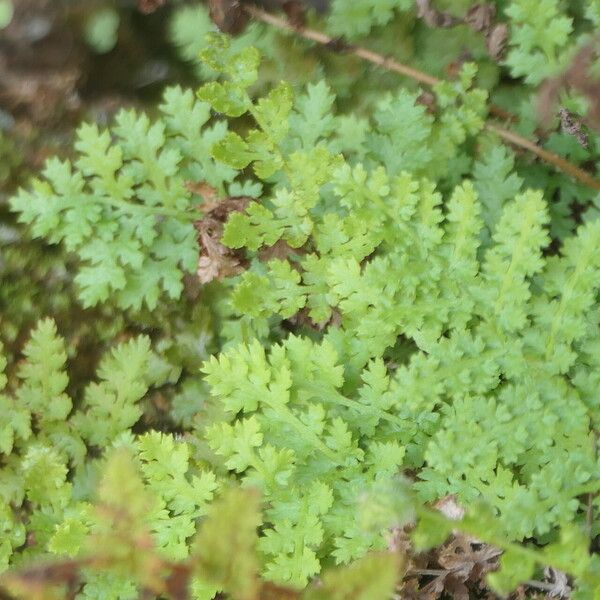 Scented Fern (Anemia Caffrorum) Plant Care & How to Grow, Water