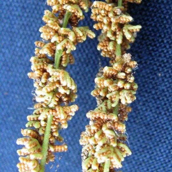 Hairy Flowering Fern (Anemia Hirsuta) Plant Care & How to Grow, Water