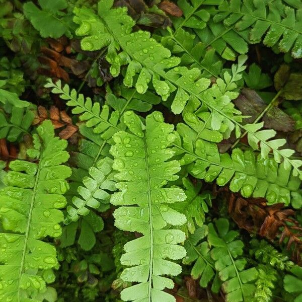 Anemia Mandiocana Care Guide: Water, Soil & Propagation - Plantiary