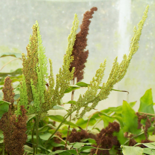 Mexican Fern (Anemia Mexicana) Plant Care & How to Grow, Water