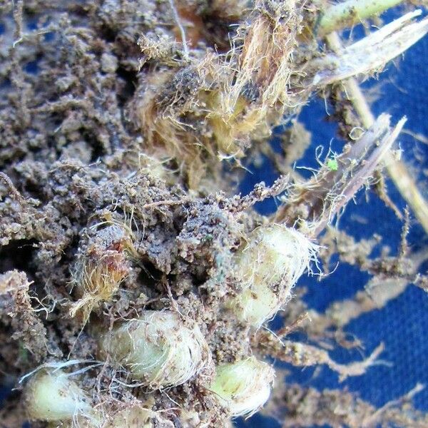 Anemia Pastinacaria Care Guide: Water, Soil & Propagation - Plantiary
