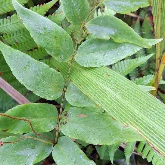 Anemia Phyllitidis Plant Care & How to Grow, Water