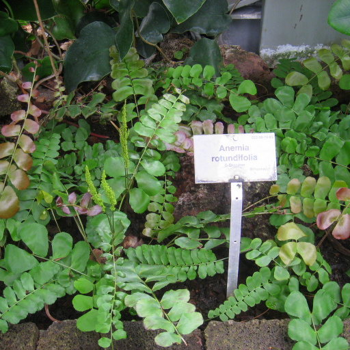 Anemia Rotundifolia Plant Care & How to Grow, Water