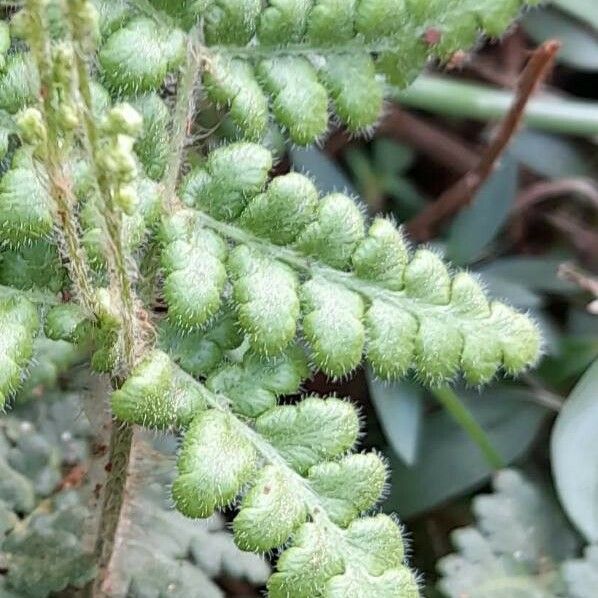 Anemia Tomentosa Plant Care & How to Grow, Water