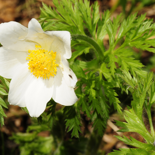 Alpine Anemone (Anemone Alpina) Plant Care & How to Grow, Water