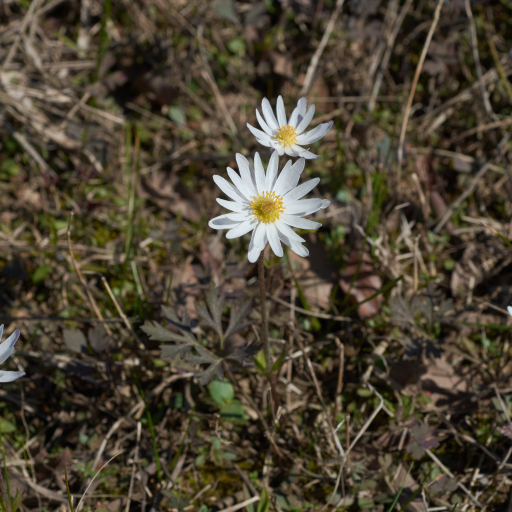 Carolina Anemone (Anemone Caroliniana) Plant Care & How to Grow, Water