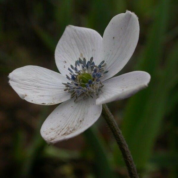 Floppy Himalayan Anemone (Anemone Demissa) Care Guide: Water, Soil ...