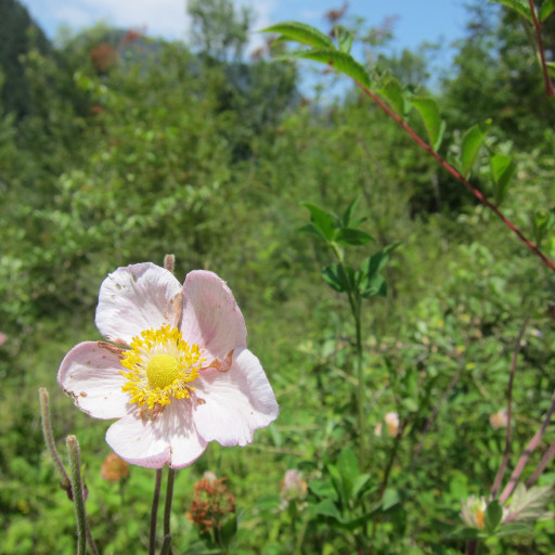 Japanese Anemone (Anemone Hupehensis) Plant Care & How to Grow, Water