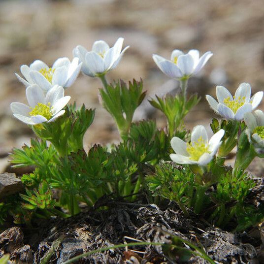 Little Belt Mountain Thimbleweed (Anemone Lithophila) Care Guide: Water ...