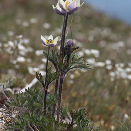 Cutleaf Anemone (Anemone Multifida) Plant Care & How to Grow, Water