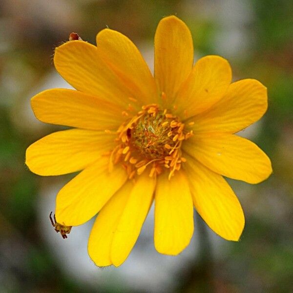 Palmate Anemone (Anemone Palmata) Plant Care & How to Grow, Water