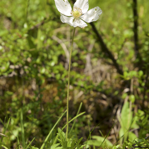 Snowdrop Anemone (Anemone Sylvestris) Plant Care & How to Grow, Water