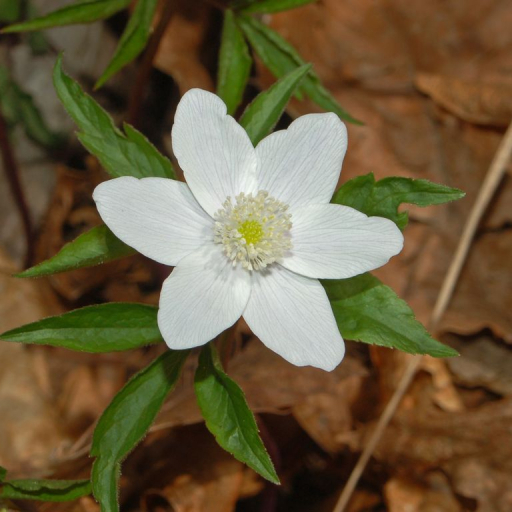Anemone Trifolia Plant Care & How to Grow, Water