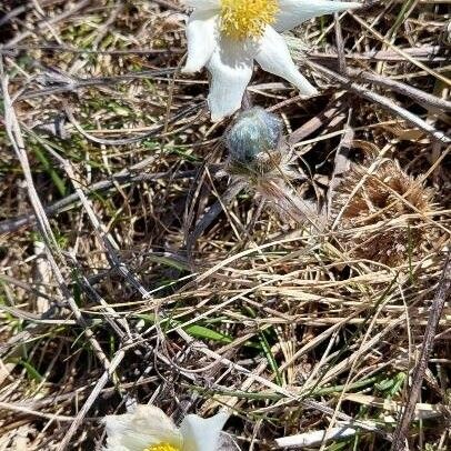 Spring Pasqueflower (Anemone Vernalis) Plant Care & How to Grow, Water