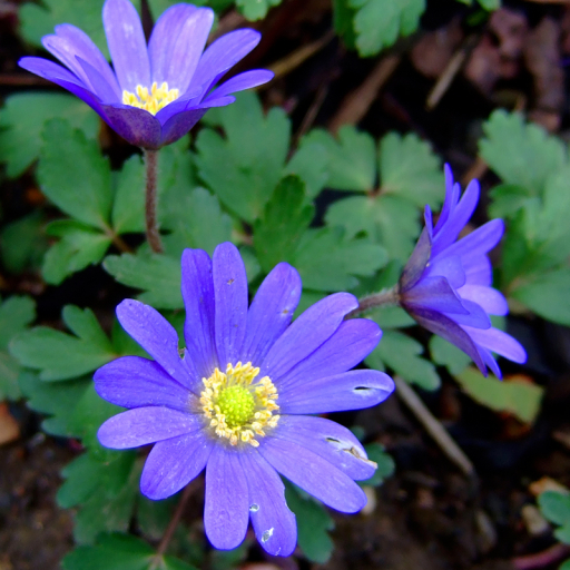 Greek Anemone (Anemonoides Blanda) Plant Care & How to Grow, Water