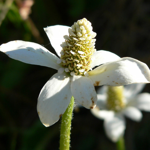 Yerba Mansa (Anemopsis Californica) Plant Care & How to Grow, Water