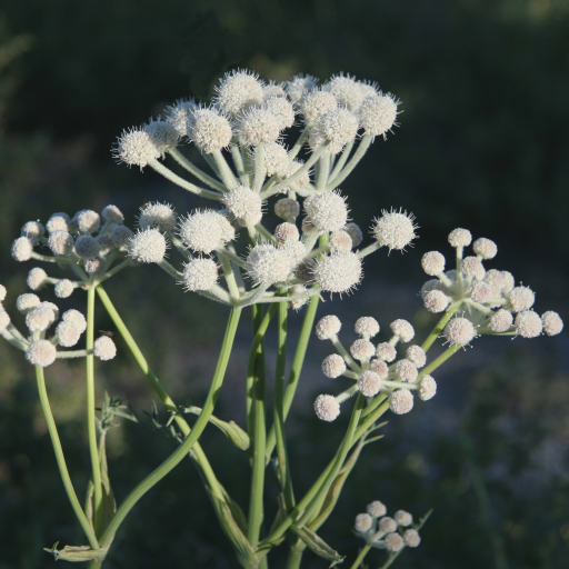 Ranger Buttons (Angelica Capitellata) Care Guide: Water, Soil ...