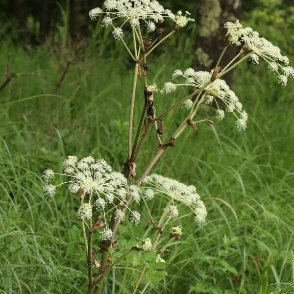 Angelica Edulis Care Guide: Water, Soil & Propagation - Plantiary