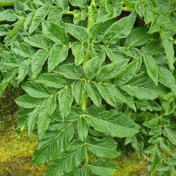 Azorean Angelica (Angelica Lignescens) Care Guide: Water, Soil ...