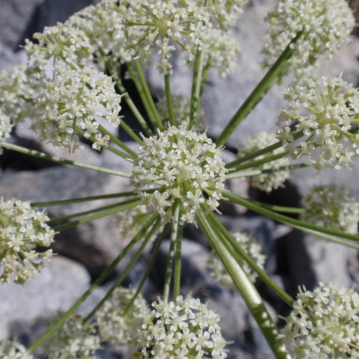 Poison Angelica (Angelica Lineariloba) Plant Care & How to Grow, Water
