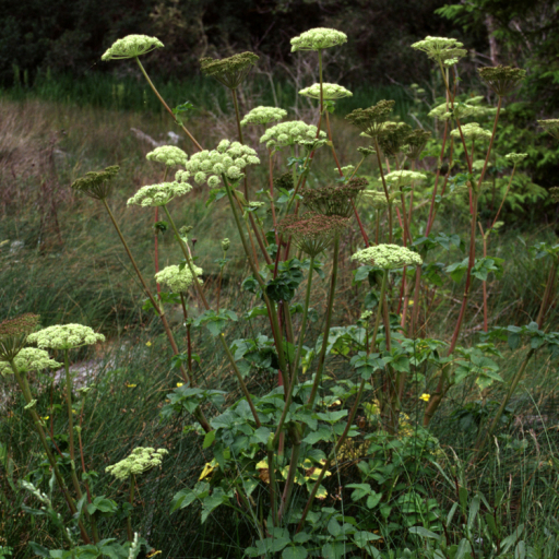 Seacoast Angelica (Angelica Lucida) Plant Care & How to Grow, Water