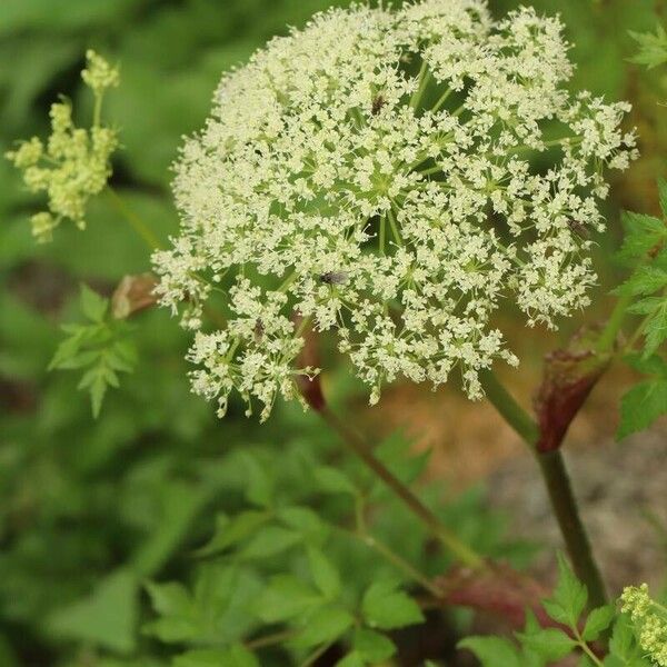 Angelica Multisecta Plant Care & How to Grow, Water