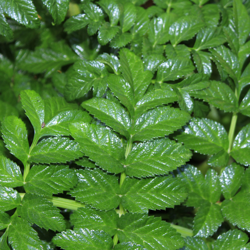 Angelica (Angelica Pachycarpa) Care Guide: Water, Soil & Propagation ...