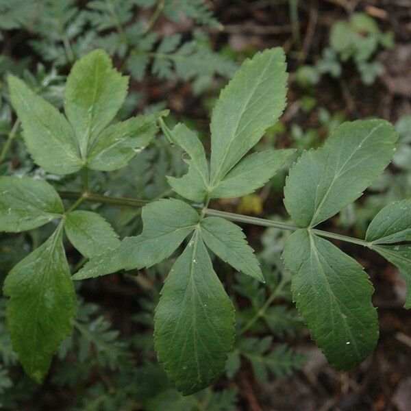 Small-Leaf Angelica (Angelica Pinnata) Care Guide: Water, Soil ...