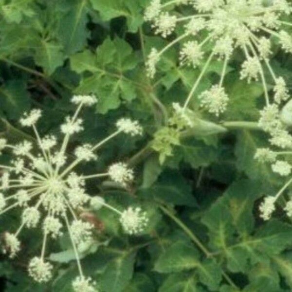 Polymorphic Angelica (Angelica Polymorpha) Plant Care & How to Grow, Water