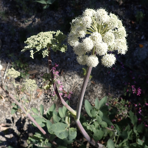 Woolly Angelica (Angelica Tomentosa) Care Guide: Water, Soil ...