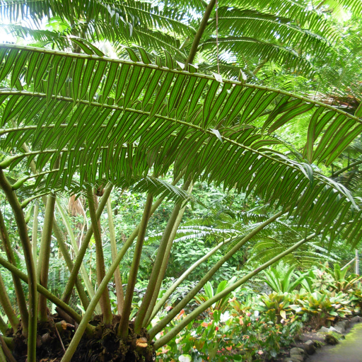 King Fern (Angiopteris Evecta) Plant Care & How to Grow, Water