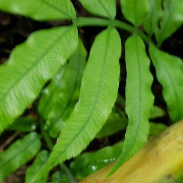 Turnip Fern (Angiopteris Lygodiifolia) Care Guide: Water, Soil ...