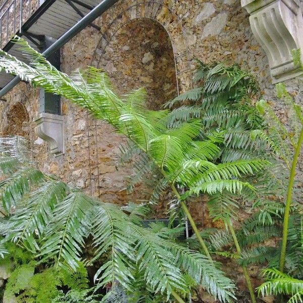 Angiopteris Palmiformis Plant Care & How to Grow, Water