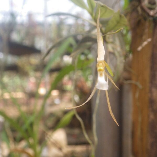 Angraecum Angustum Plant Care & How to Grow, Water