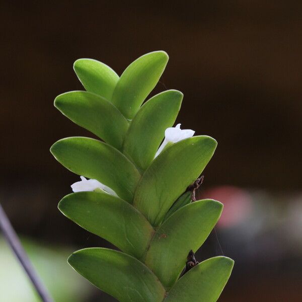 Angraecum Aporoides Plant Care & How to Grow, Water