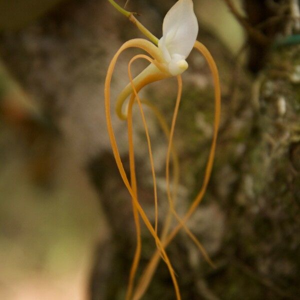Angraecum Arachnites Plant Care & How to Grow, Water