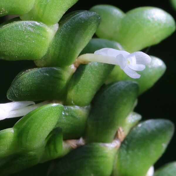 Angraecum Bancoense Plant Care & How to Grow, Water