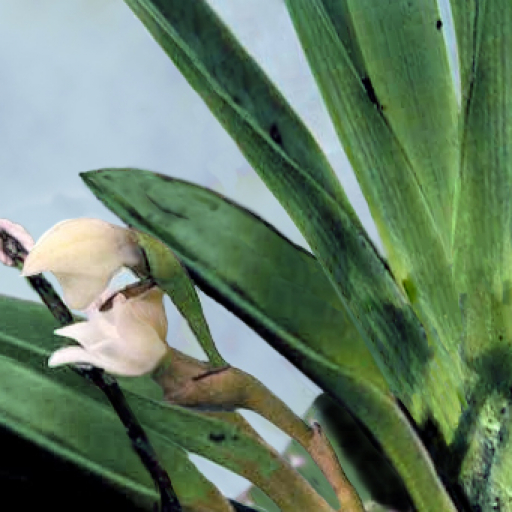 Angraecum Cadetii Plant Care & How to Grow, Water