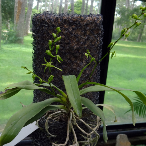 Angraecum Calceolus Plant Care & How to Grow, Water