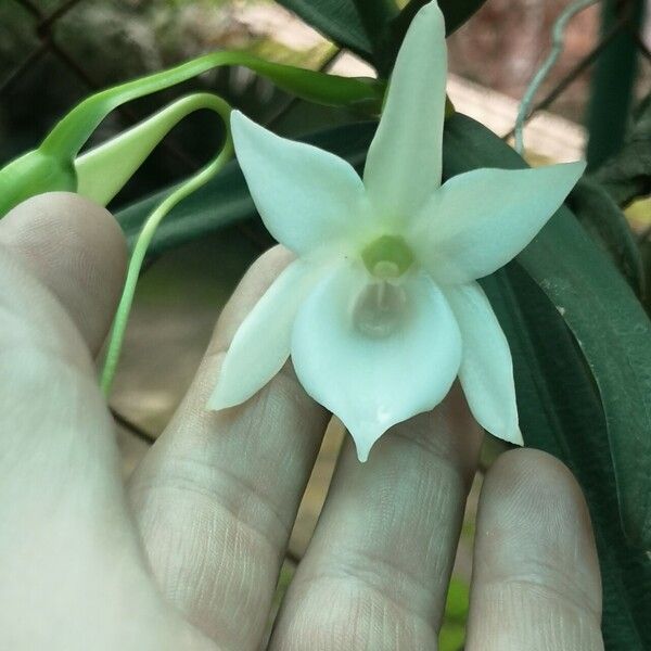 Angraecum Compactum Plant Care & How to Grow, Water