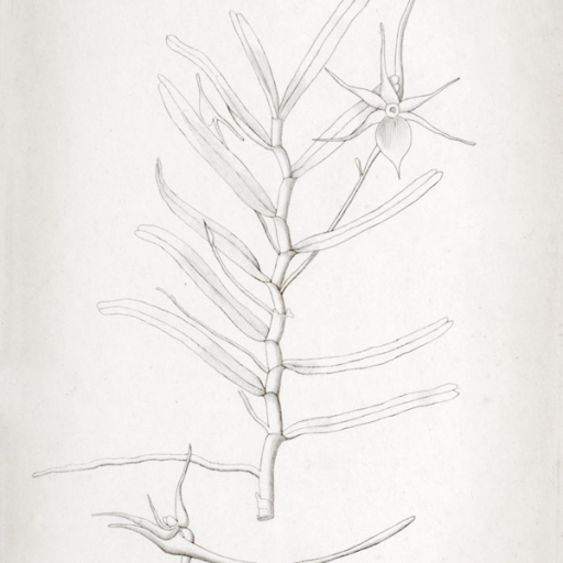 Angraecum Expansum Care Guide: Water, Soil & Propagation - Plantiary