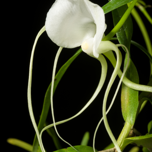 Angraecum Germinyanum Care Guide: Water, Soil & Propagation - Plantiary