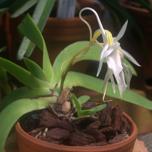 Angraecum Leonis Plant Care & How to Grow, Water