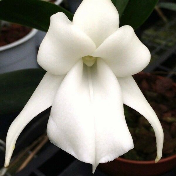 Angraecum Magdalenae Plant Care & How to Grow, Water