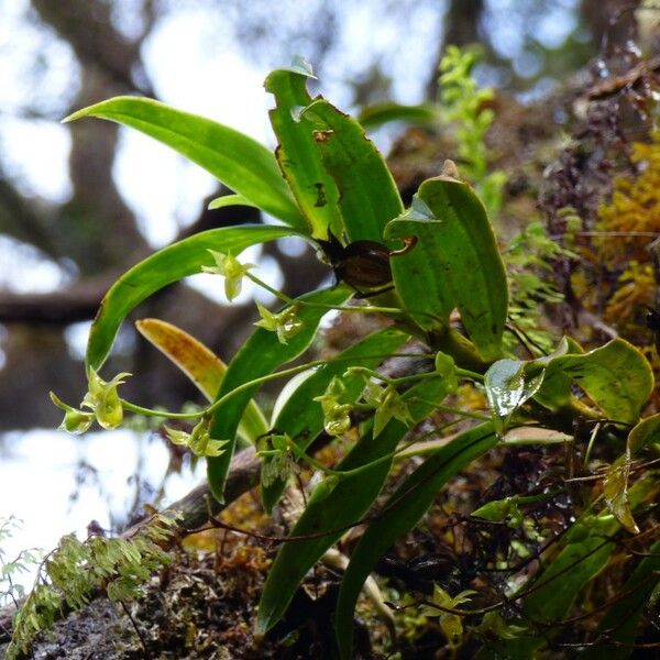 Angraecum Obversifolium Care Guide: Water, Soil & Propagation - Plantiary