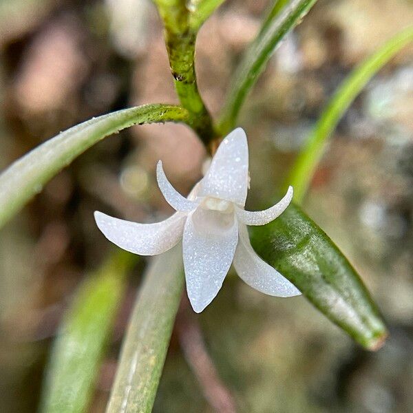 Angraecum Panicifolium Care Guide: Water, Soil & Propagation - Plantiary
