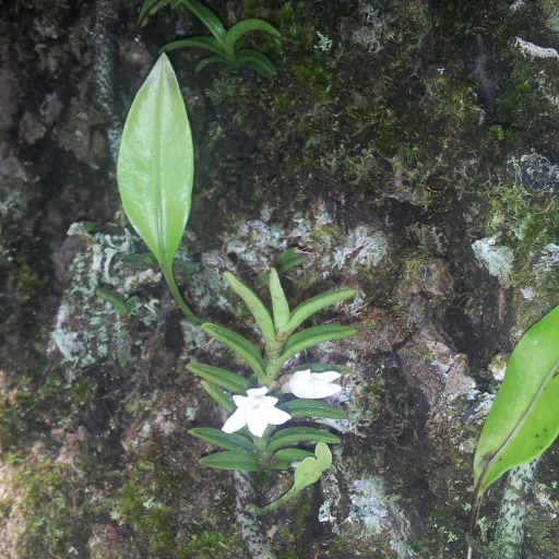 Angraecum Pectinatum Plant Care & How to Grow, Water